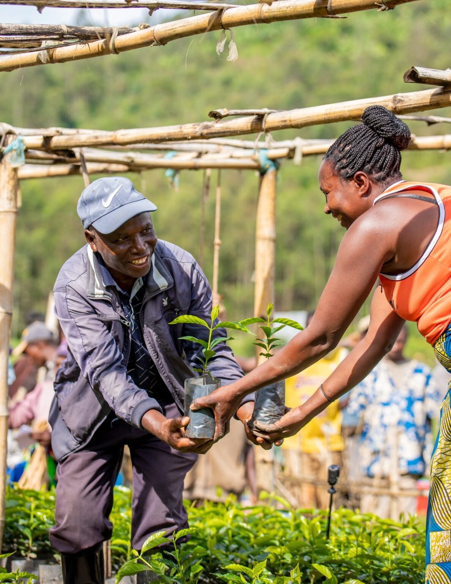 Rwanda Expands Coffee Sector with Millions of New Trees, Driving Export ...
